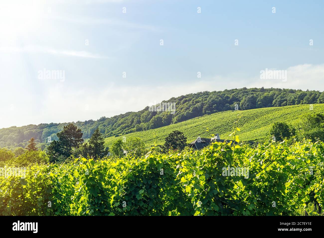Vineyard rows of the City of Vienna Austria in the northern Grinzing ...