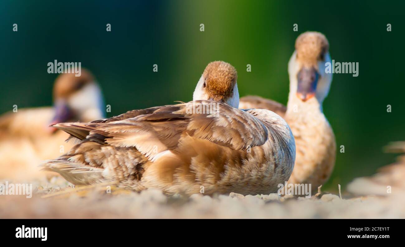 Duck. Red crested Pochard. Colorful nature habitat background. Common ...
