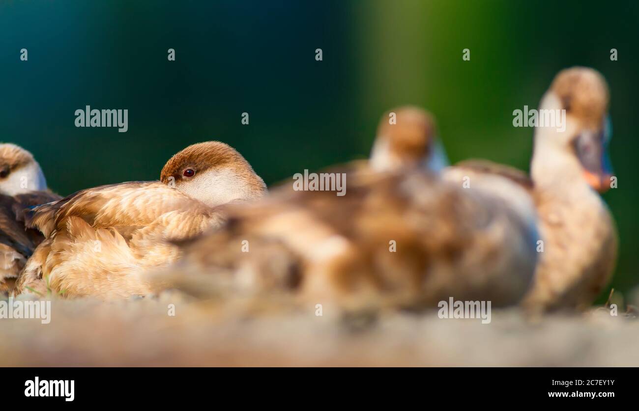 Duck. Red crested Pochard. Colorful nature habitat background. Common ...