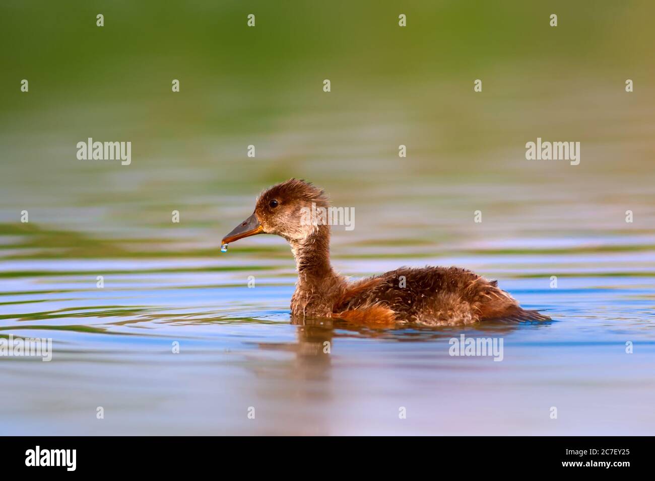 Duck. Red crested Pochard. Colorful nature habitat background. Common ...