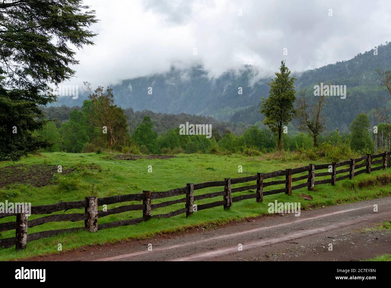 Trees in the Huilo Huilo Biological Reserve Stock Photo - Alamy