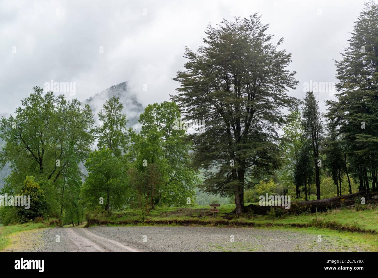 Trees in the Huilo Huilo Biological Reserve Stock Photo - Alamy