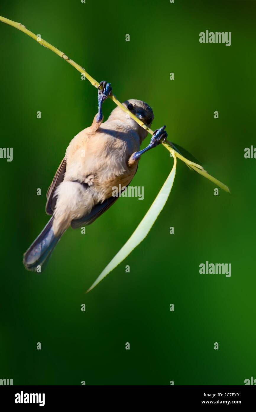 Little cute funny bird. Green nature background. Common bird: Eurasian ...
