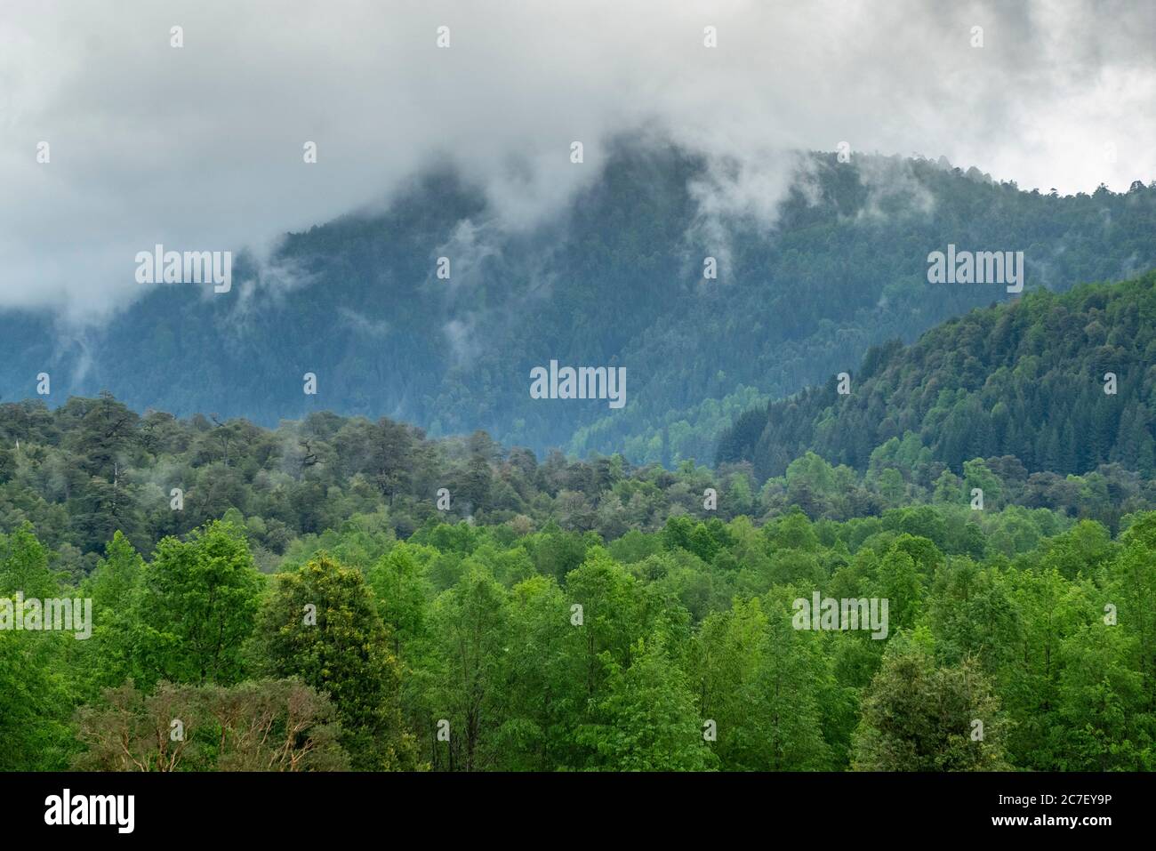 Trees in the Huilo Huilo Biological Reserve Stock Photo - Alamy