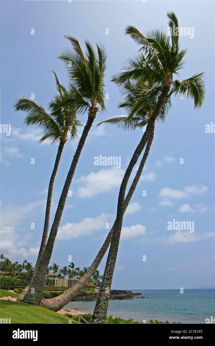 Four palm trees blowing in the wind on the southern shore of Maui ...