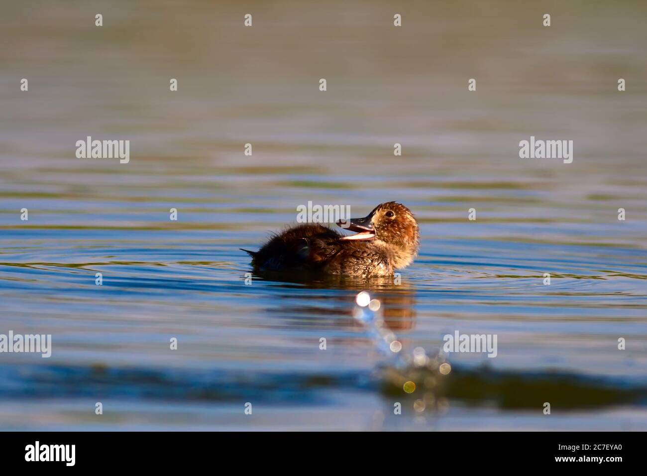 Netta rufina duckling hi-res stock photography and images - Alamy