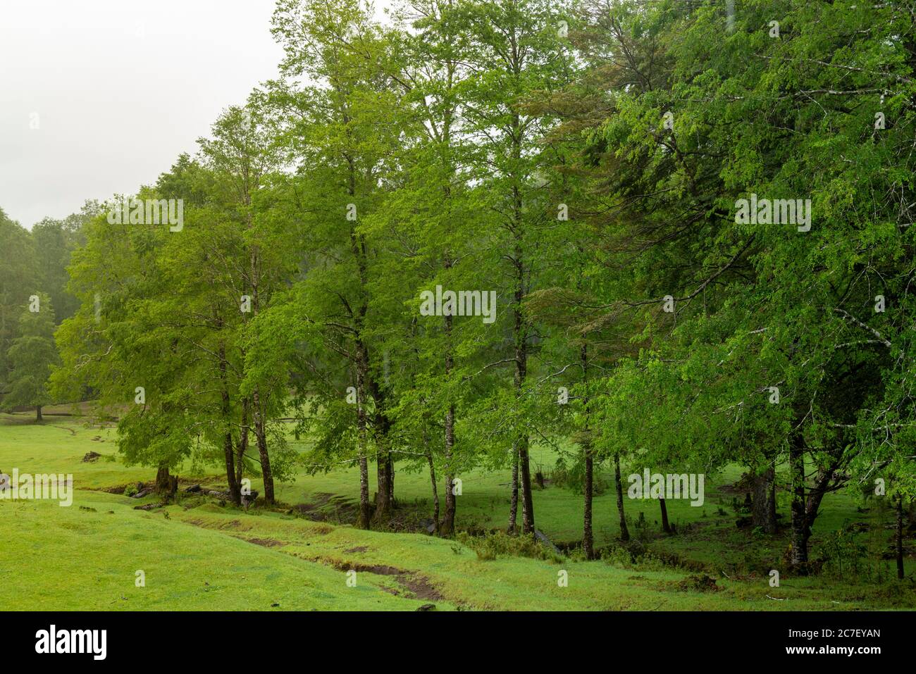 Trees in the Huilo Huilo Biological Reserve Stock Photo - Alamy