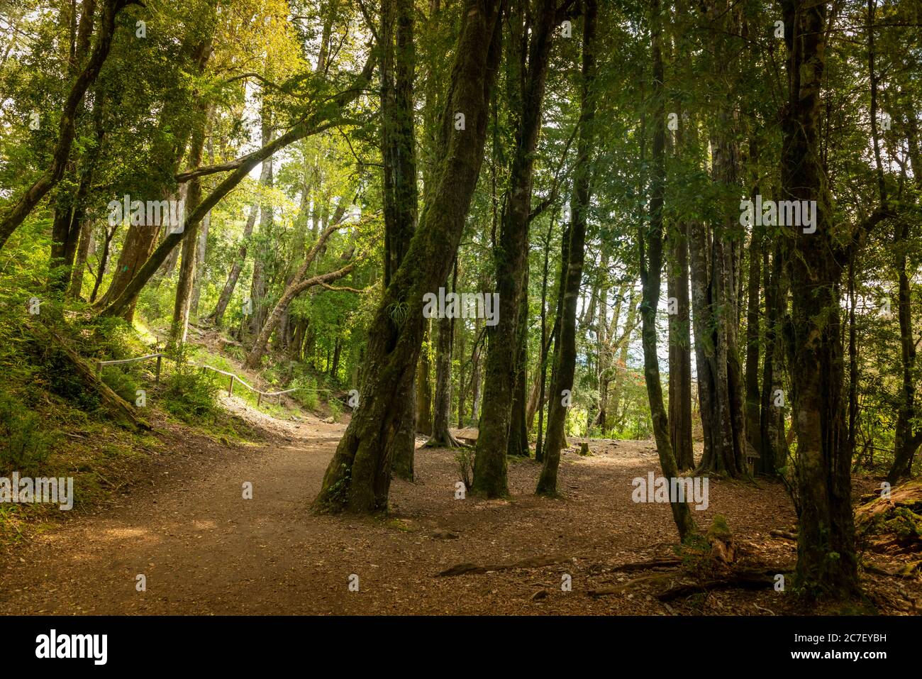 Trees in the Huilo Huilo Biological Reserve Stock Photo - Alamy
