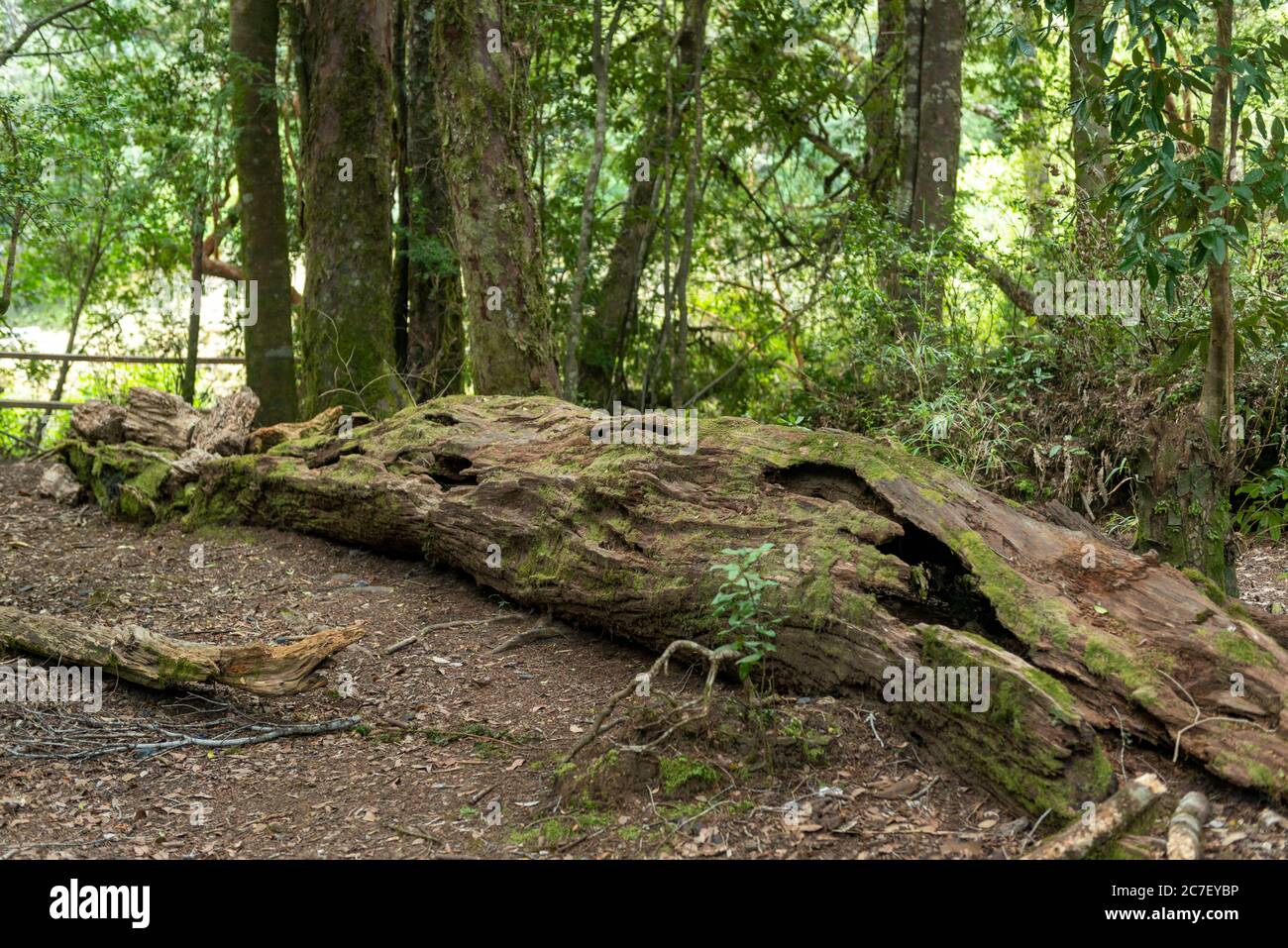 Trees in the Huilo Huilo Biological Reserve Stock Photo - Alamy