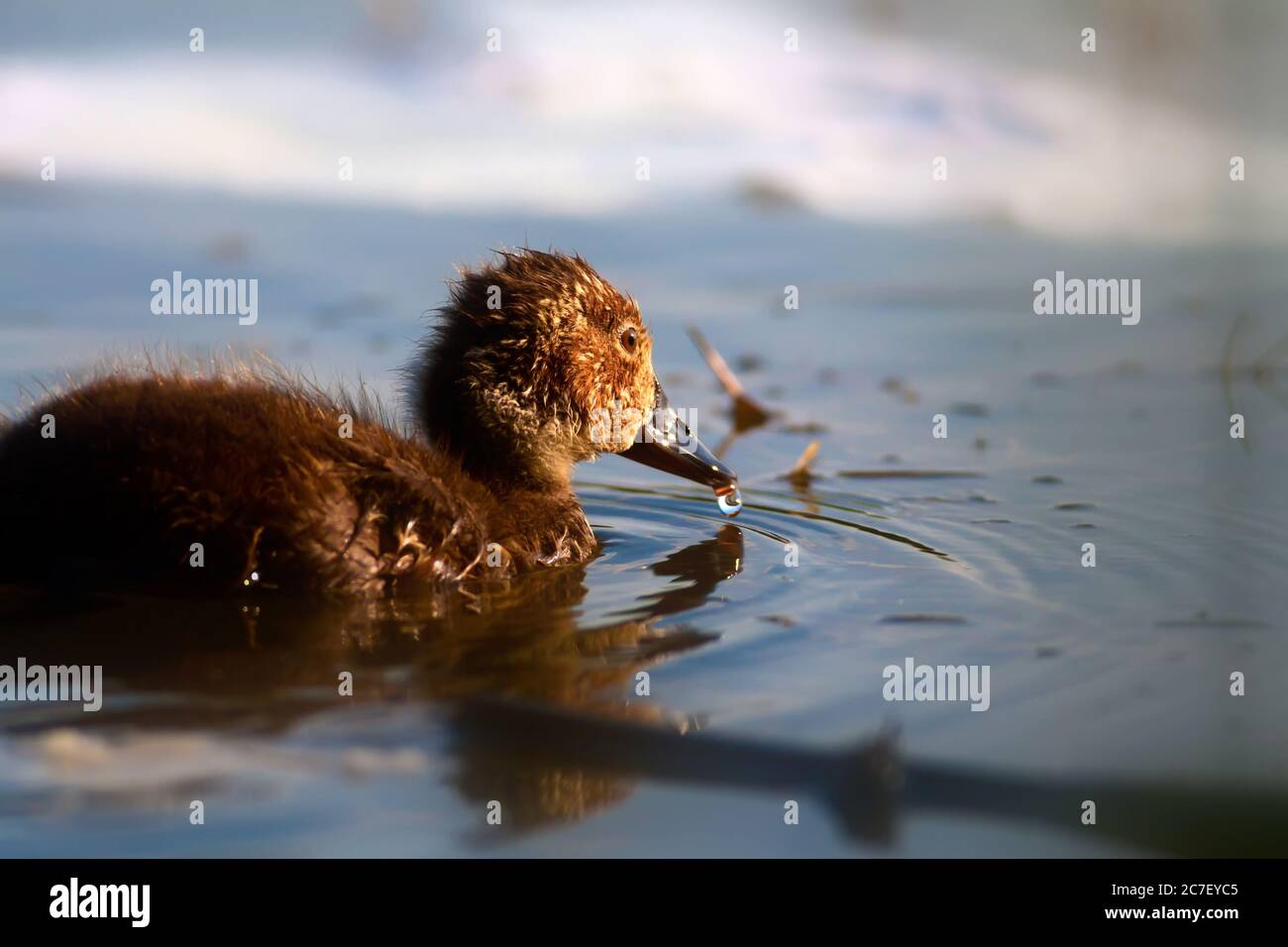 Duck. Red crested Pochard. Colorful nature habitat background. Common ...
