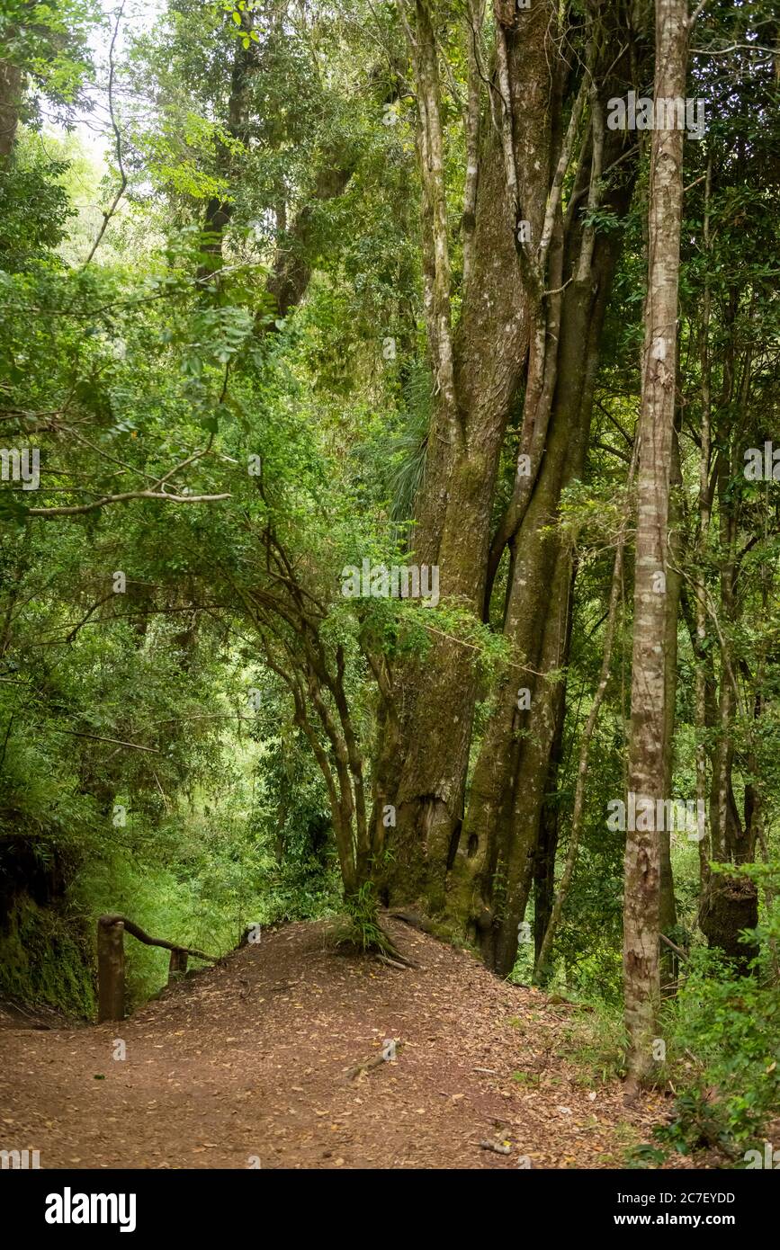 Trees in the Huilo Huilo Biological Reserve Stock Photo - Alamy
