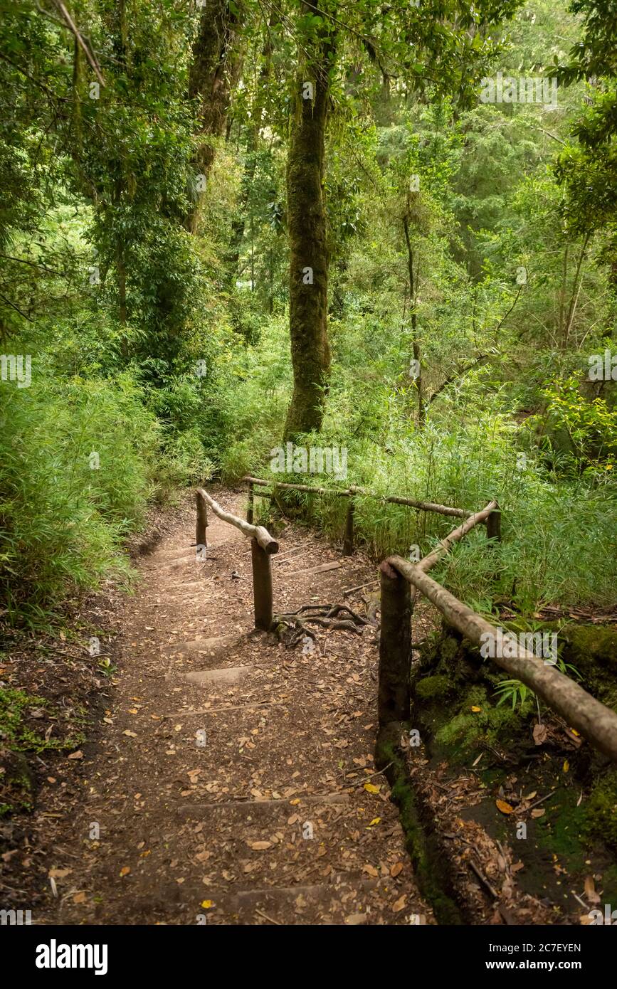 Trees in the Huilo Huilo Biological Reserve Stock Photo - Alamy