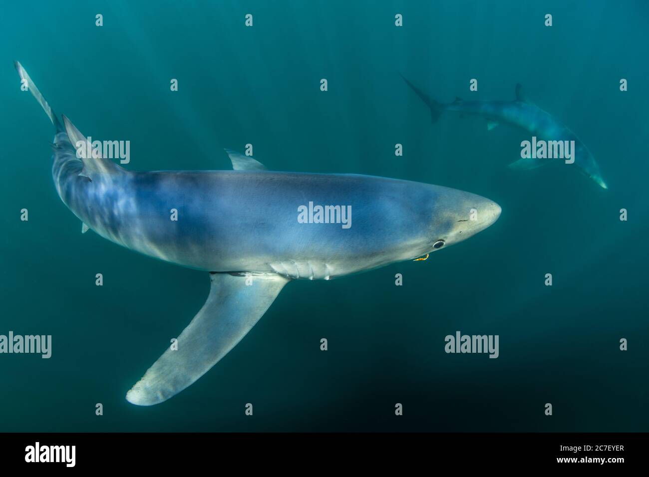 Sleek Blue sharks, Prionace glauca, cruise through the shallow waters ...