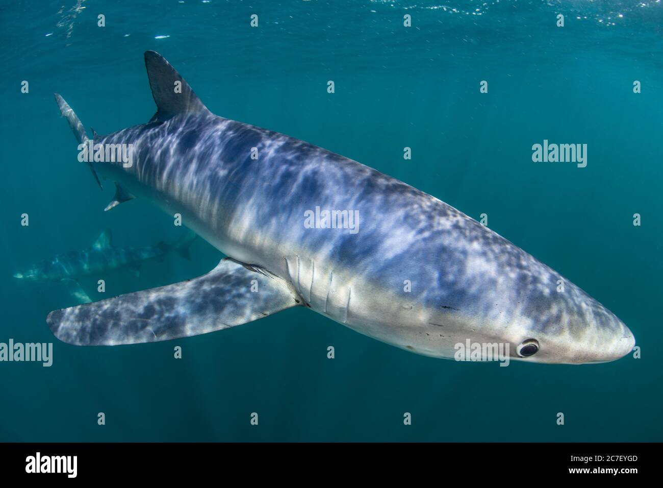 Sleek Blue sharks, Prionace glauca, cruise through the shallow waters ...