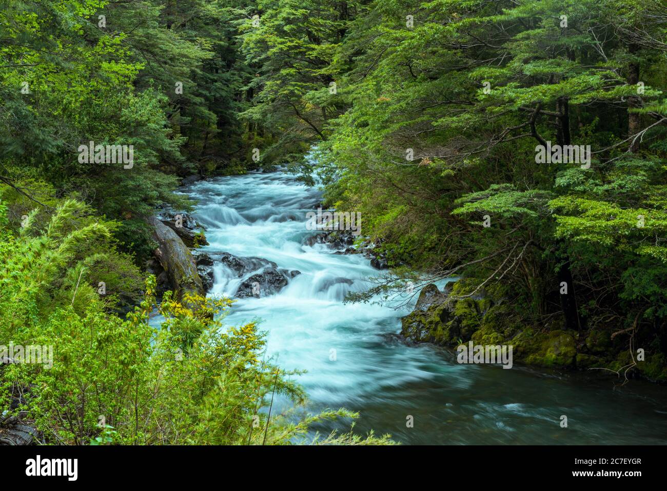 Venado hi-res stock photography and images - Alamy