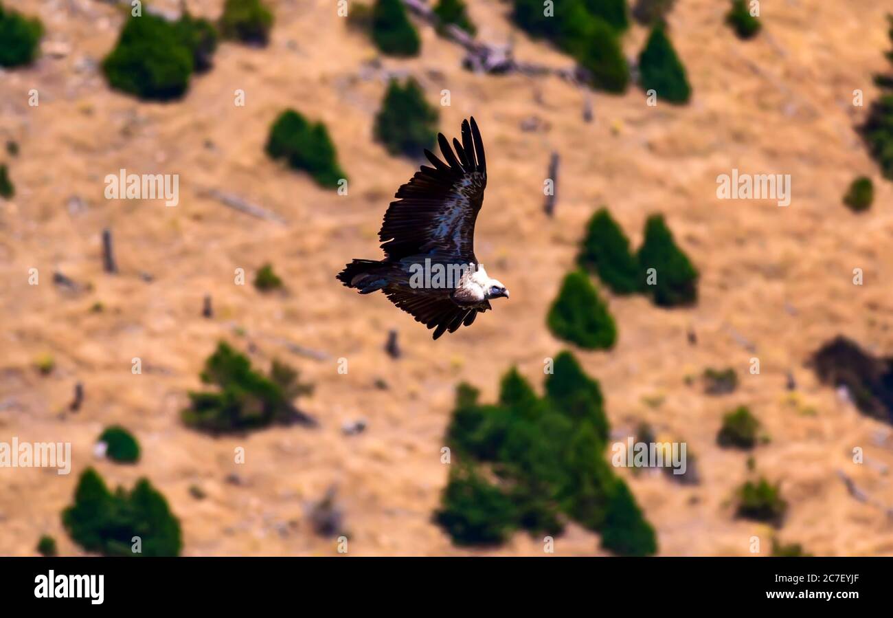 Flying Vulture. Bird: Griffon Vulture. Brown green nature background ...