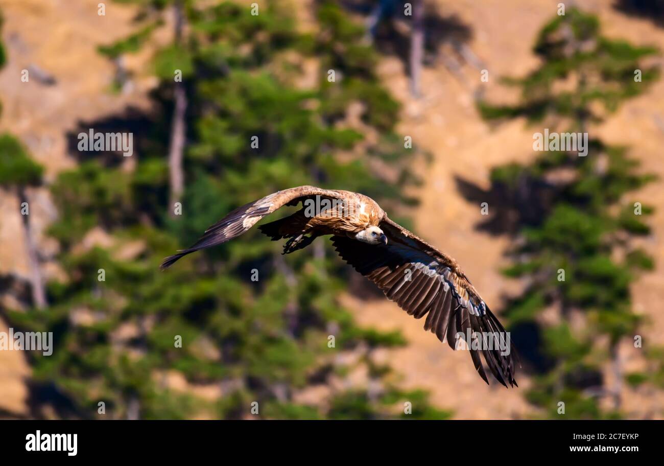 Flying Vulture. Bird: Griffon Vulture. Brown green nature background ...