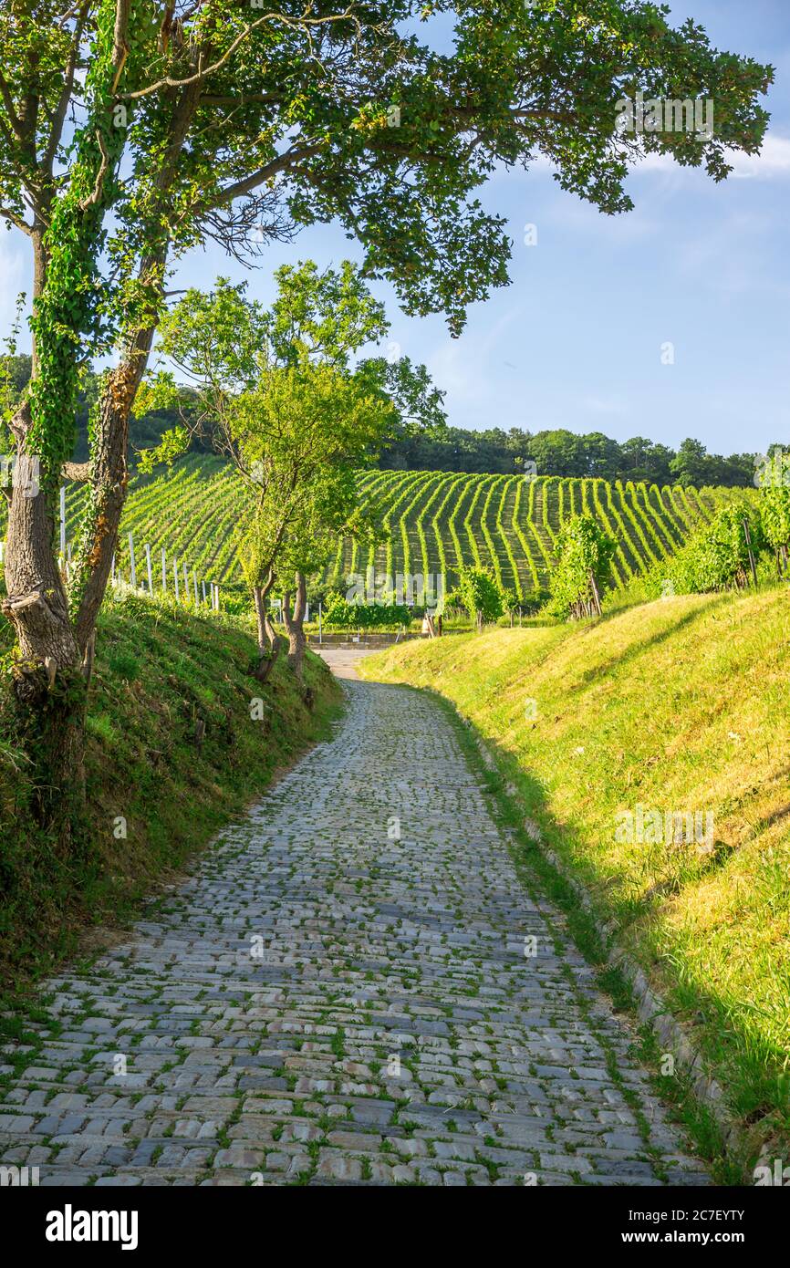 Vineyard rows of the City of Vienna Austria in the northern Grinzing ...