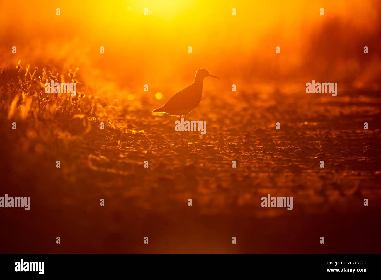 sunset and nature bird. Sunset nature background Stock Photo - Alamy