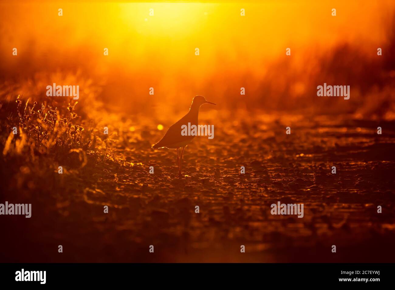 sunset and nature bird. Sunset nature background Stock Photo - Alamy