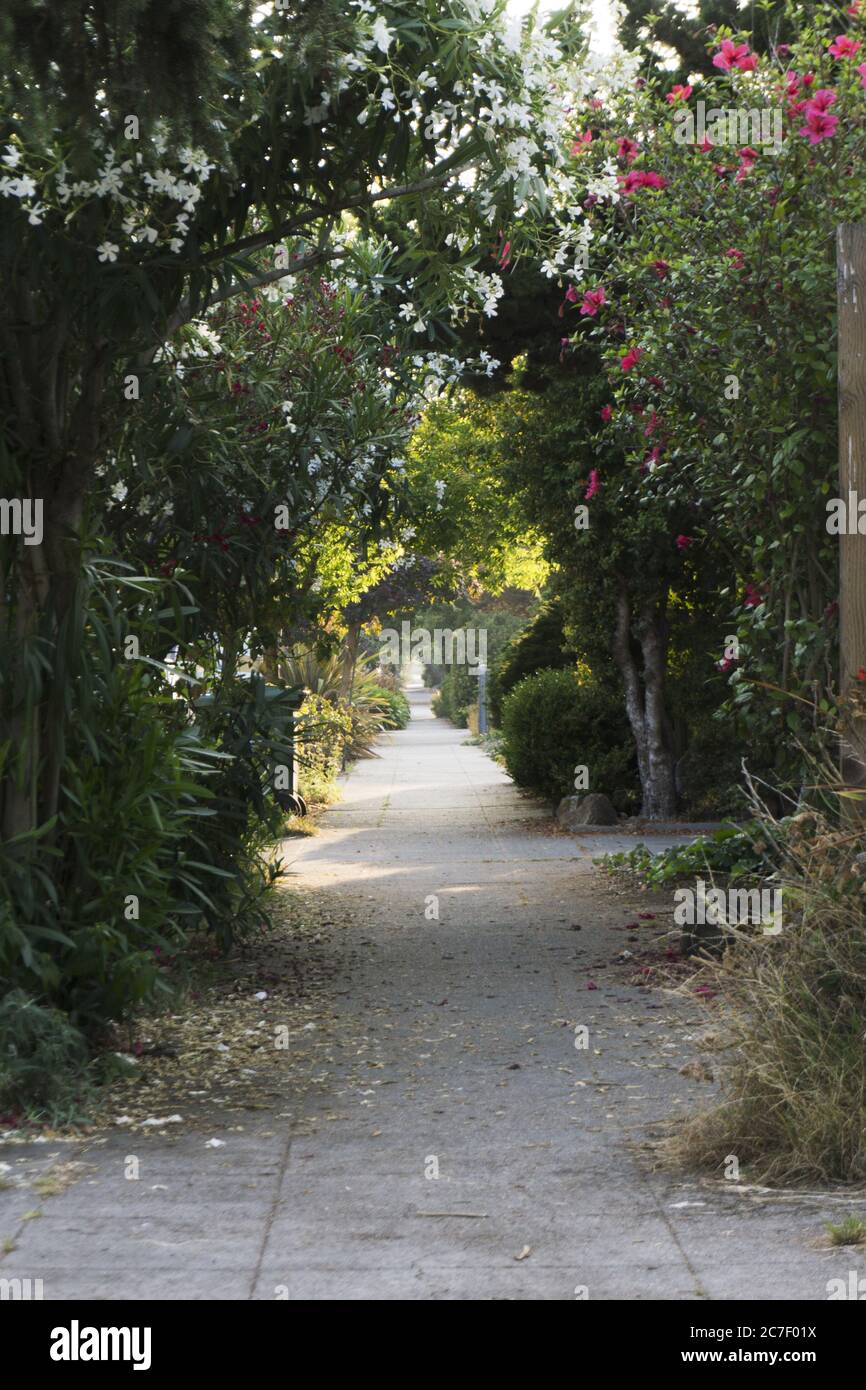 Vertical shot of a pathway in the middle of trees and plants at daytime ...