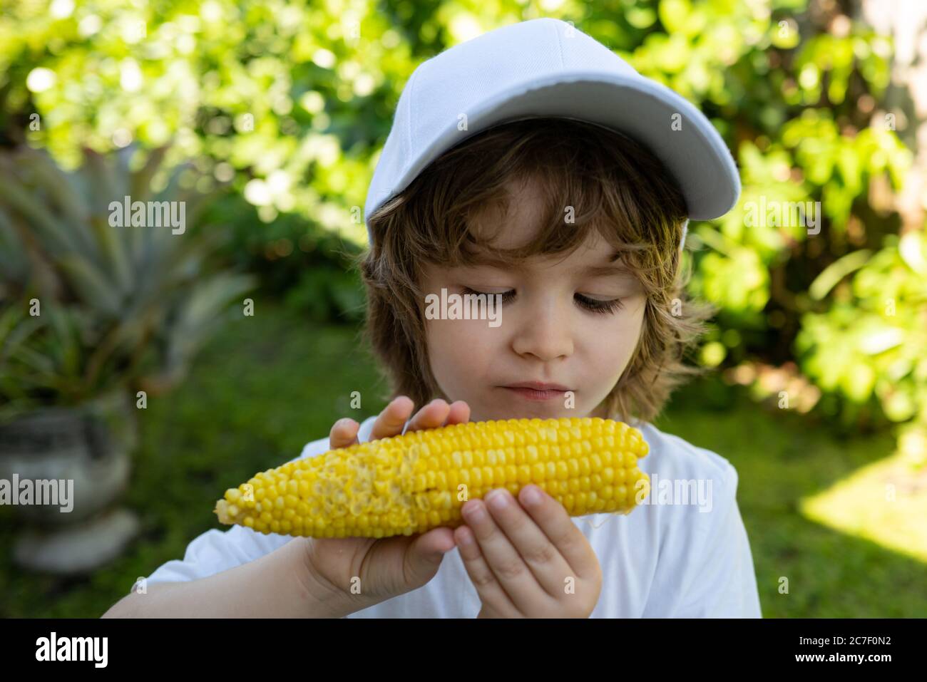 Boy eating corn. Children with vegetables, fresh organic corn Stock ...