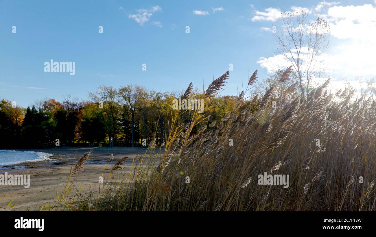 Sunrise at the beach with reeds and lens flare Stock Photo - Alamy