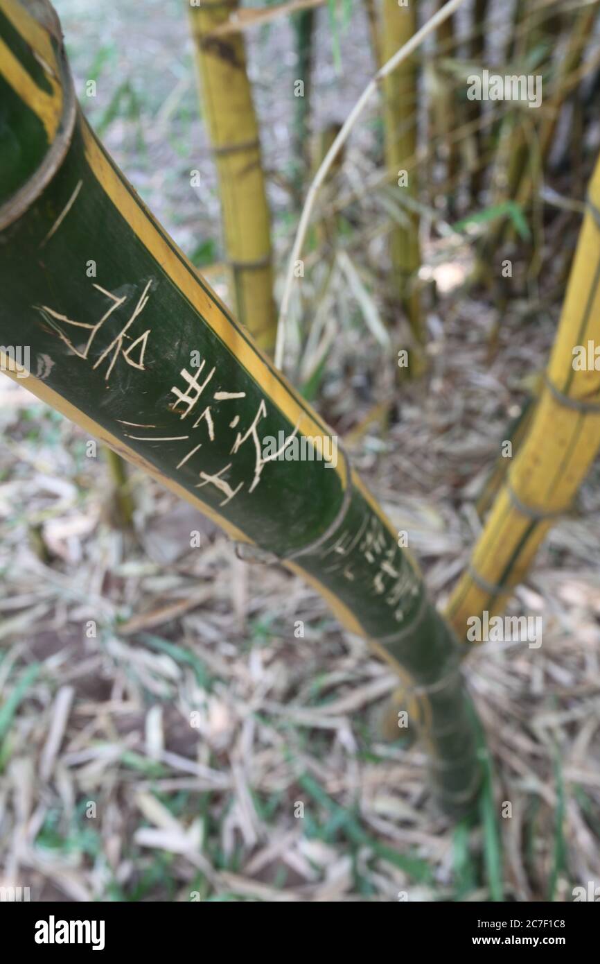Bamboo with chinese writing Stock Photo - Alamy