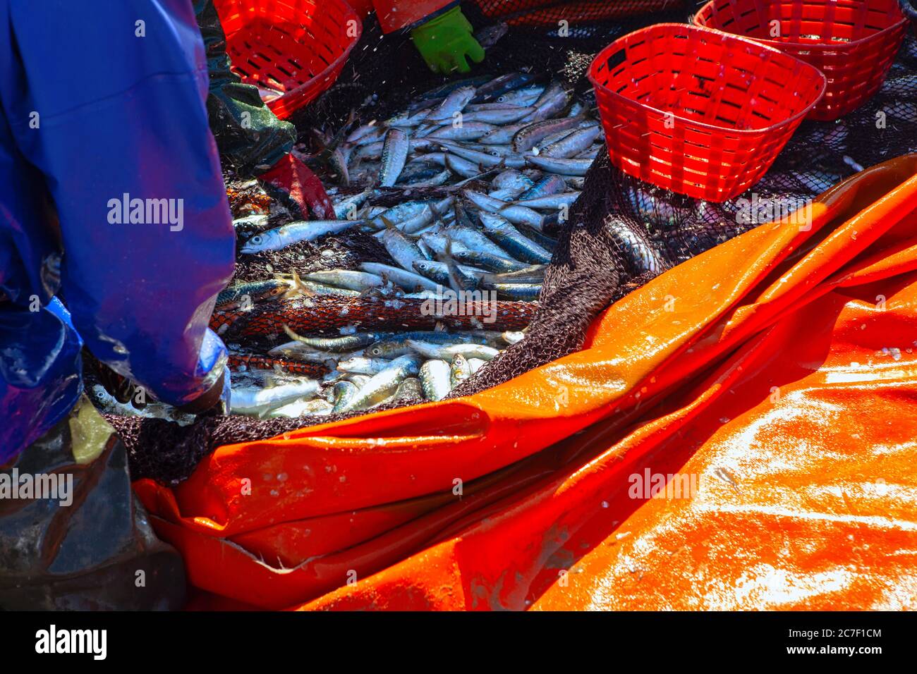 Catch of ocean sardine . Fishermen sort the catch . Freshly caught fish ...