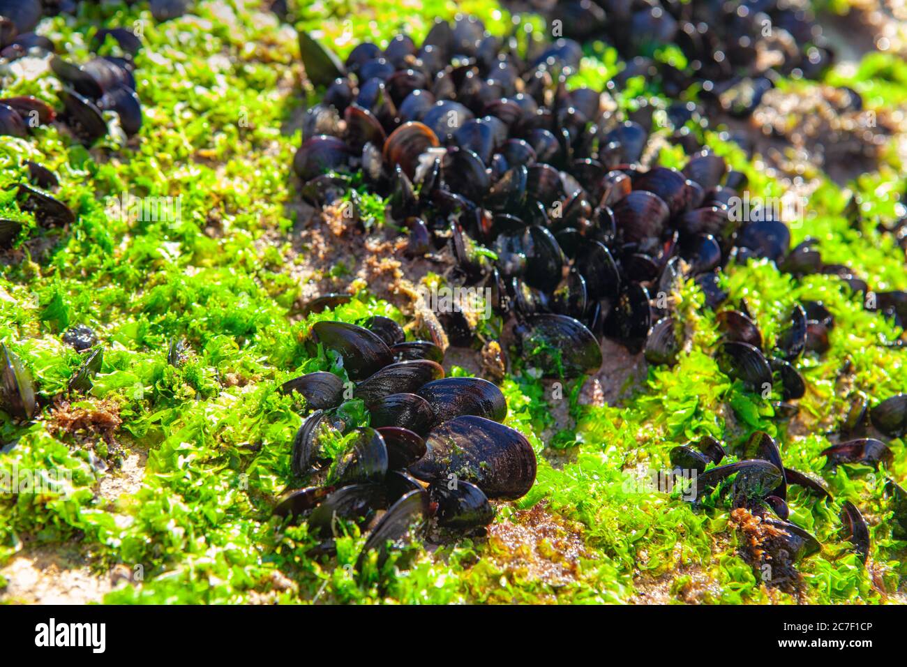 Shells and Green Algae at the Ocean Shore Stock Photo - Alamy