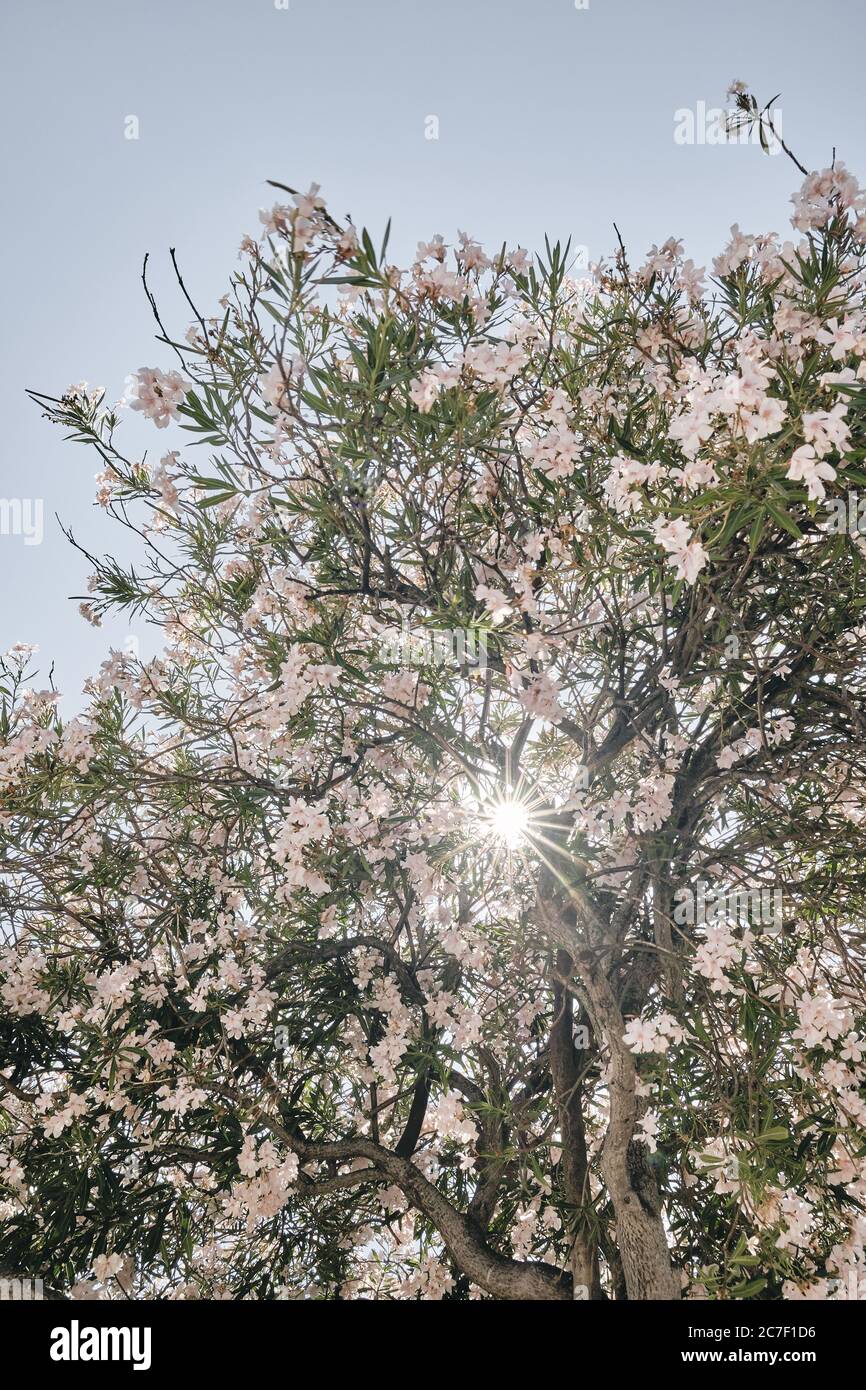 Vertical shot of a pink flower tree with the sun shining through the ...