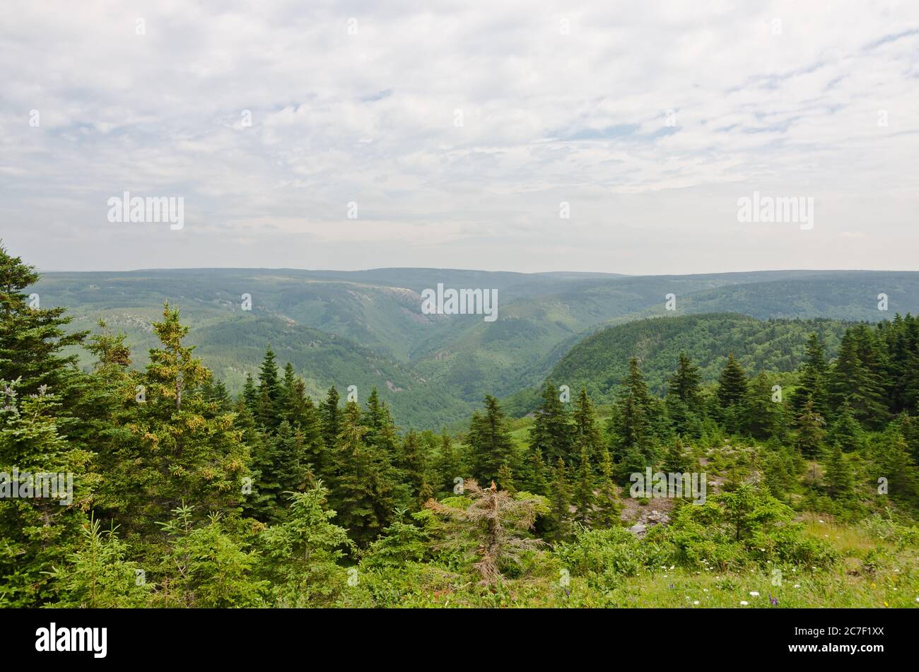 Spruce forest in the Cape Breton Highlands National Park Stock Photo ...