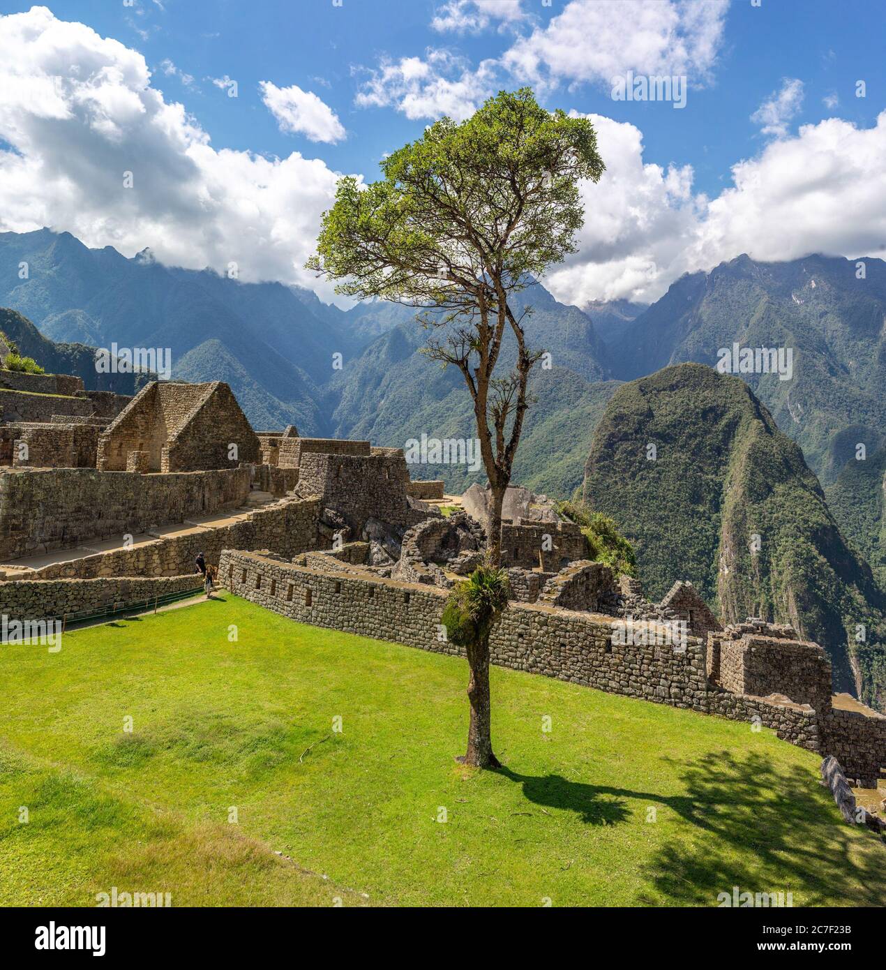 Stunning tree on main square in Machu Picchu Stock Photo - Alamy