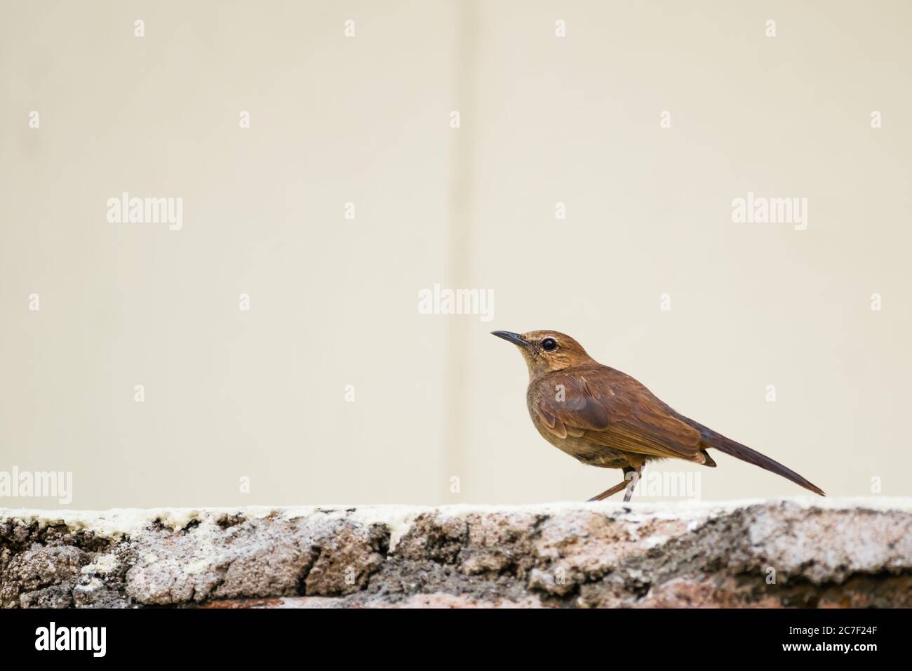 Indian chat on a wall hi-res stock photography and images - Alamy