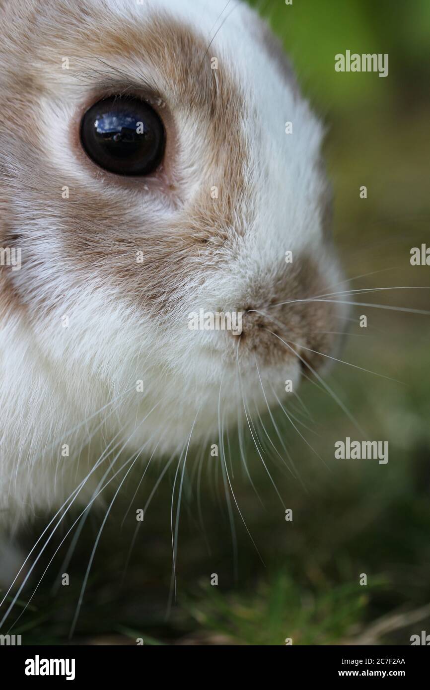 Vertical closeup shot of a cute white and brown bunny on a blurred ...
