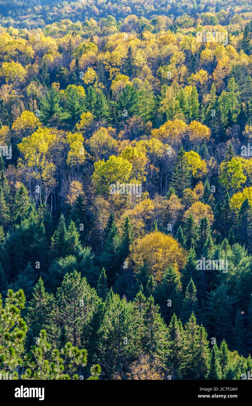 Fall colorful trees in Algonquin park . Ontario, Canada Stock Photo - Alamy