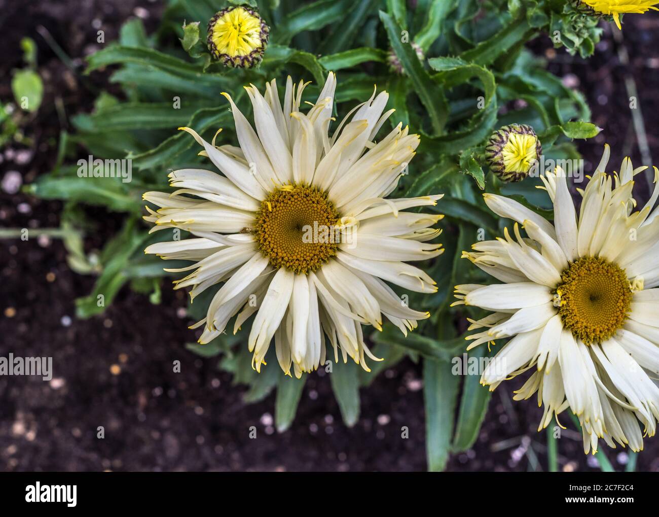 Shasta Daisy flowers. Leucanthemum x superbum Real Glory Stock Photo ...