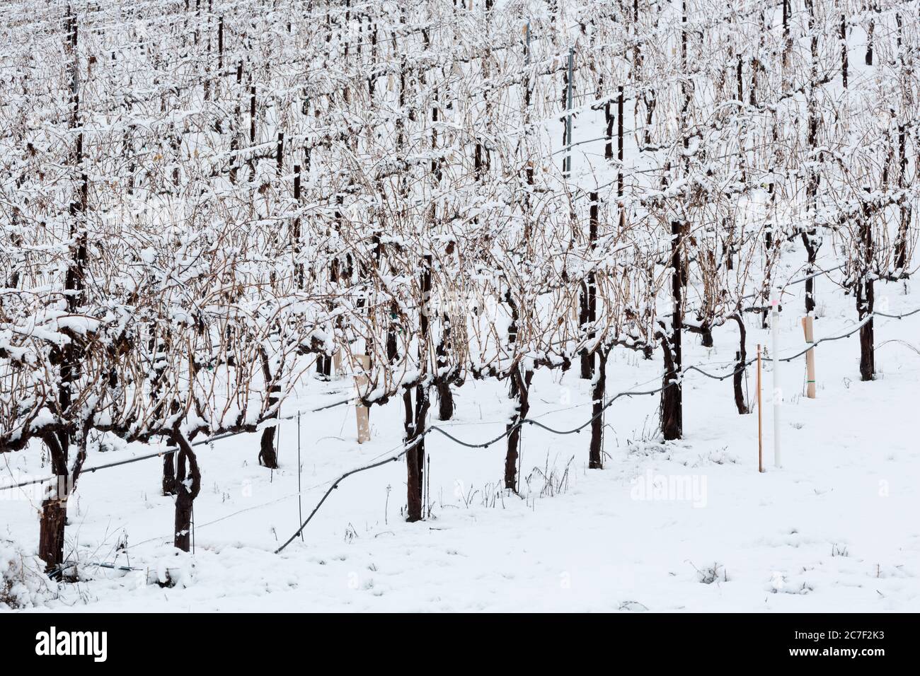 Churon Winery, Temecula Valley, Southern California, USA Stock Photo ...