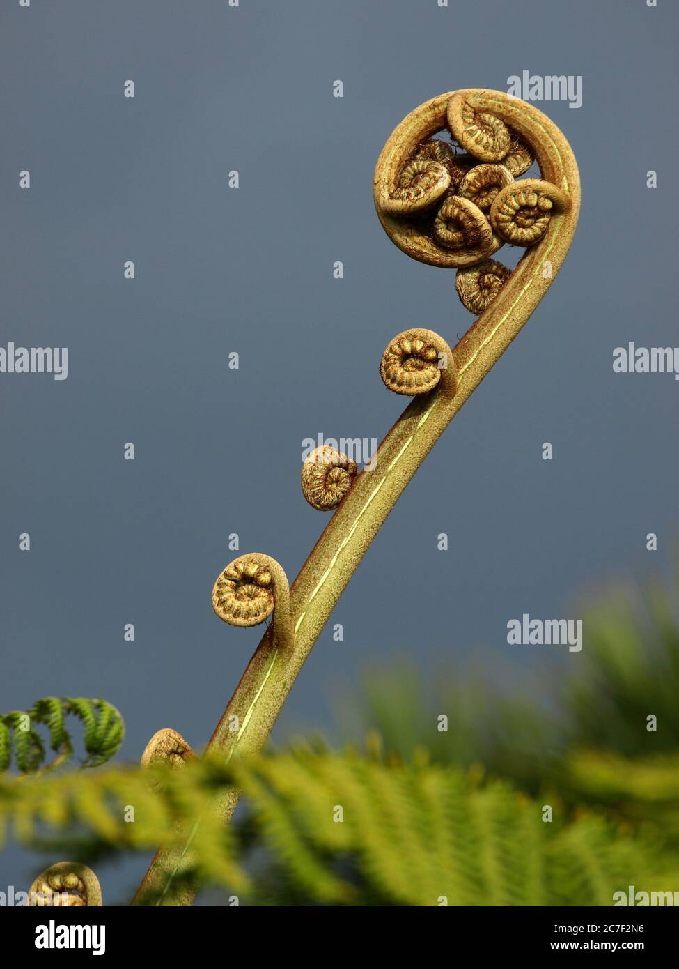 Vertical shot of a tightly furled frond “koru” - signifies new life ...