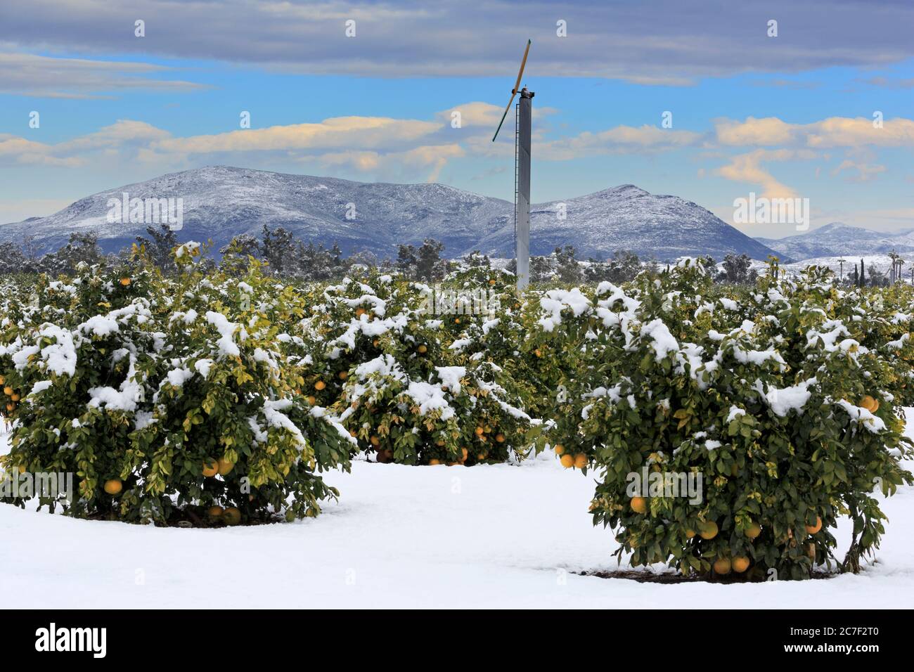 Orange trees in snow, Temecula Valley, Southern California, USA Stock ...