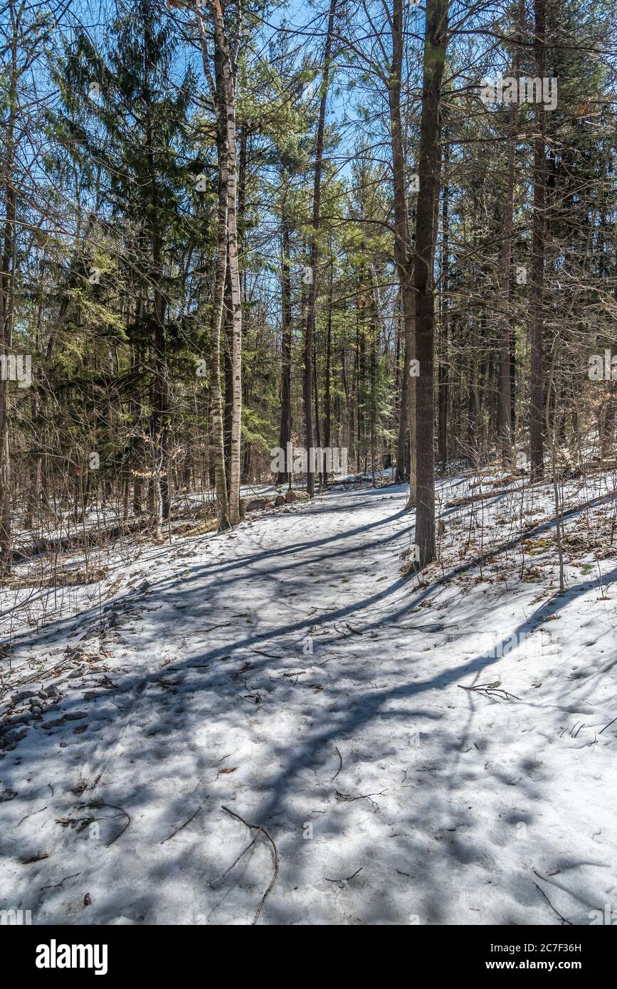 Snow on the ground in forest in spring time, Canada Stock Photo - Alamy