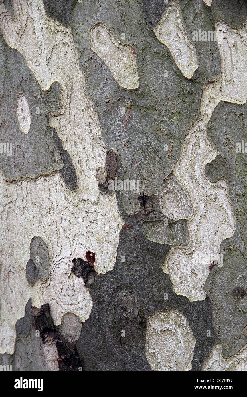 Vertical shot of a tree pealing its skin Stock Photo - Alamy