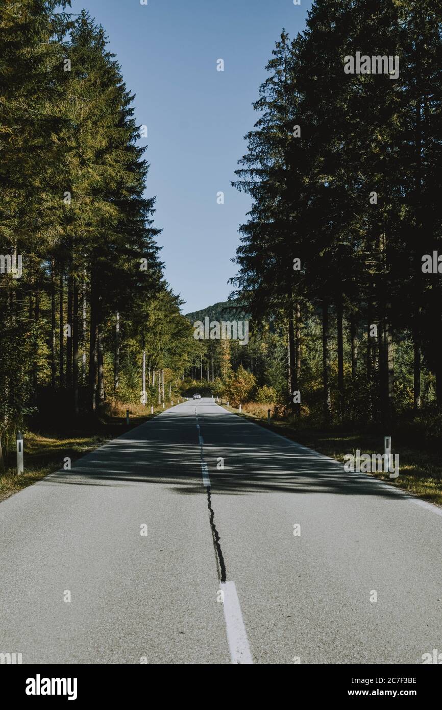 Vertical shot of a narrow empty road with shadows of trees from both ...