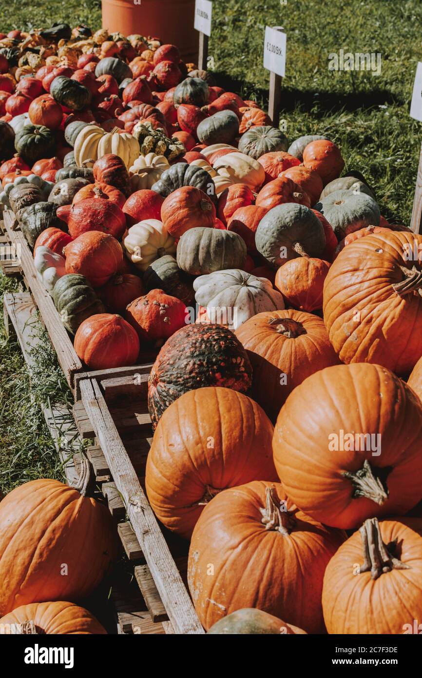 Different colored pumpkins isolated hi-res stock photography and images ...