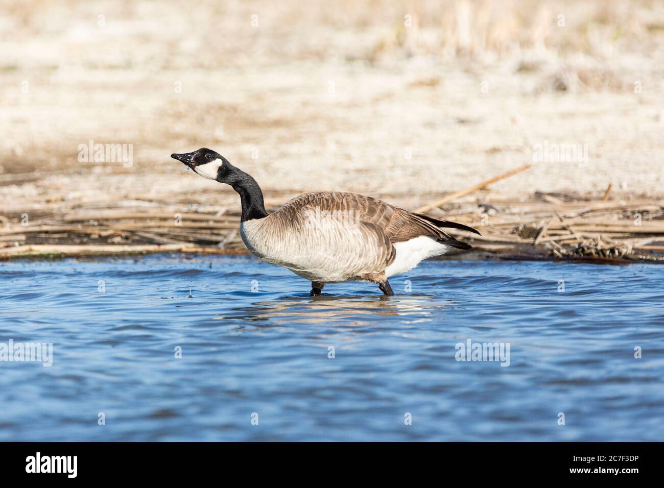 Goose wading through water and drinking drops falling down at a nature ...