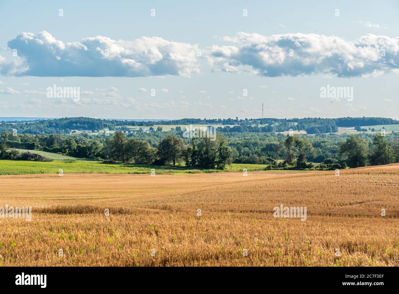 Yellow farm field at fall under blue sky with white clouds in Ontario ...