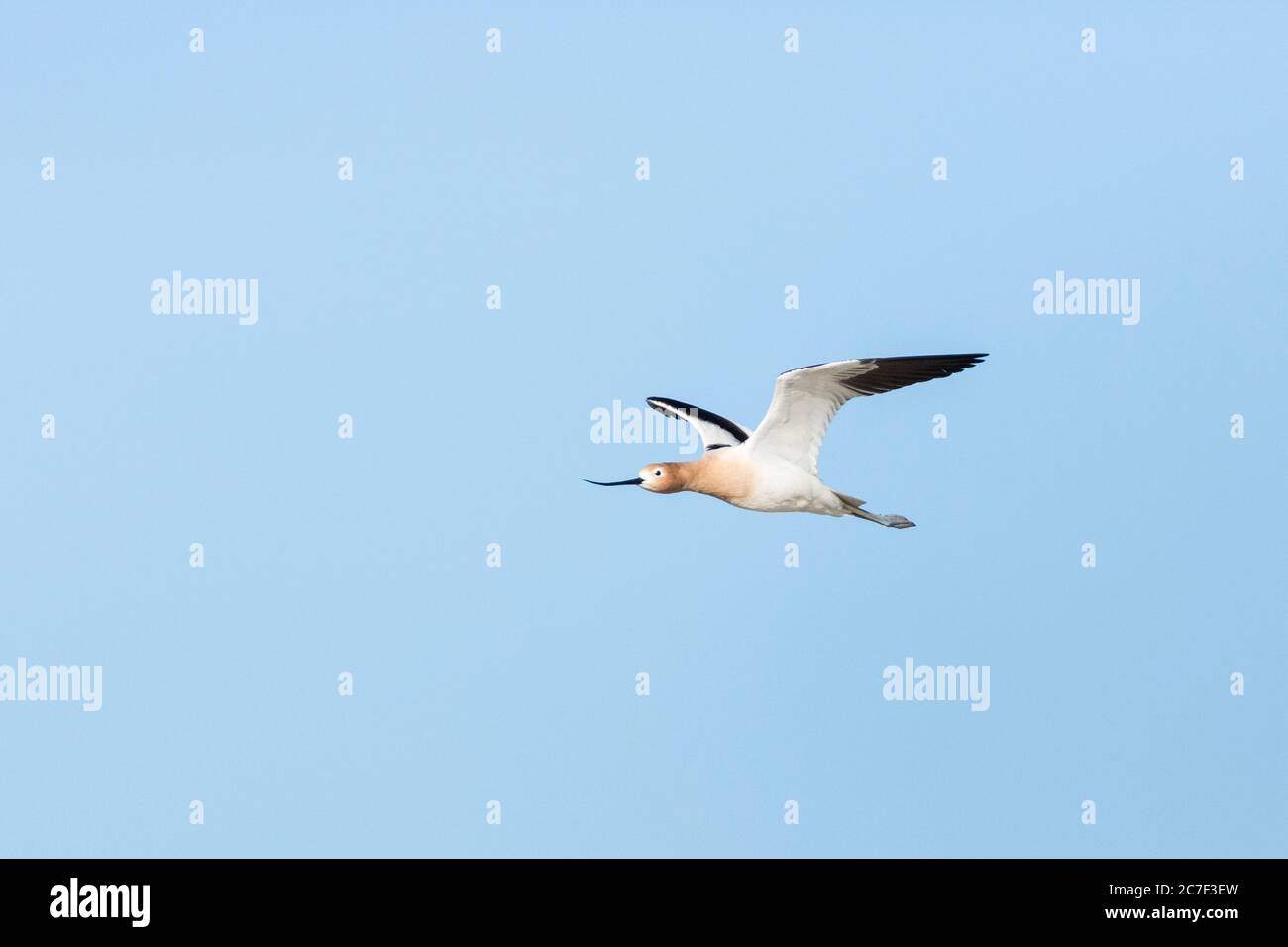 Avocet flying through a clear blue sky over a wetland Stock Photo - Alamy