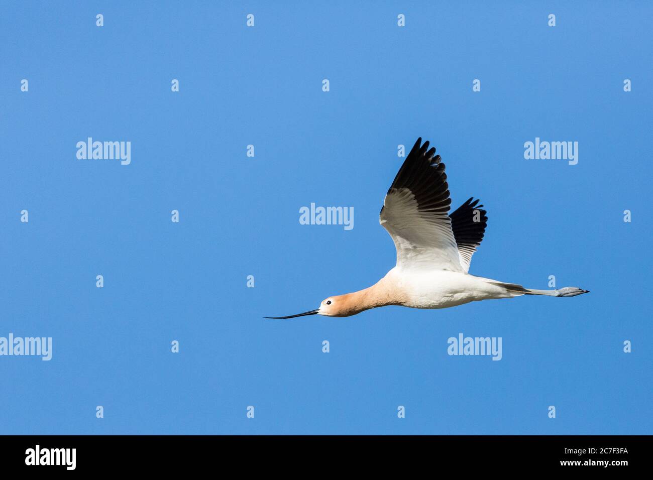 Avocet flying through a clear blue sky over a wetland Stock Photo - Alamy
