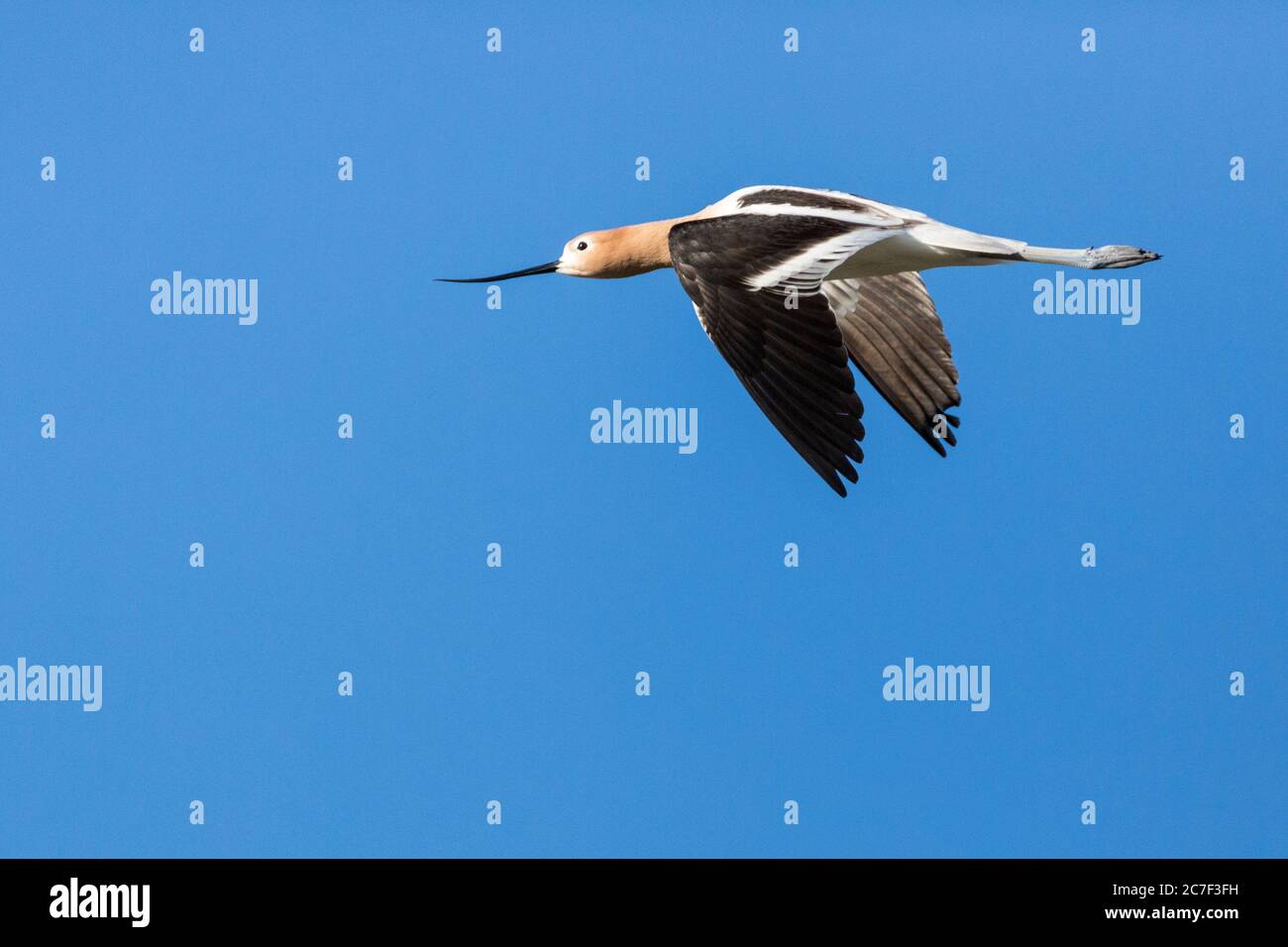 Avocet flying through a clear blue sky over a wetland Stock Photo - Alamy