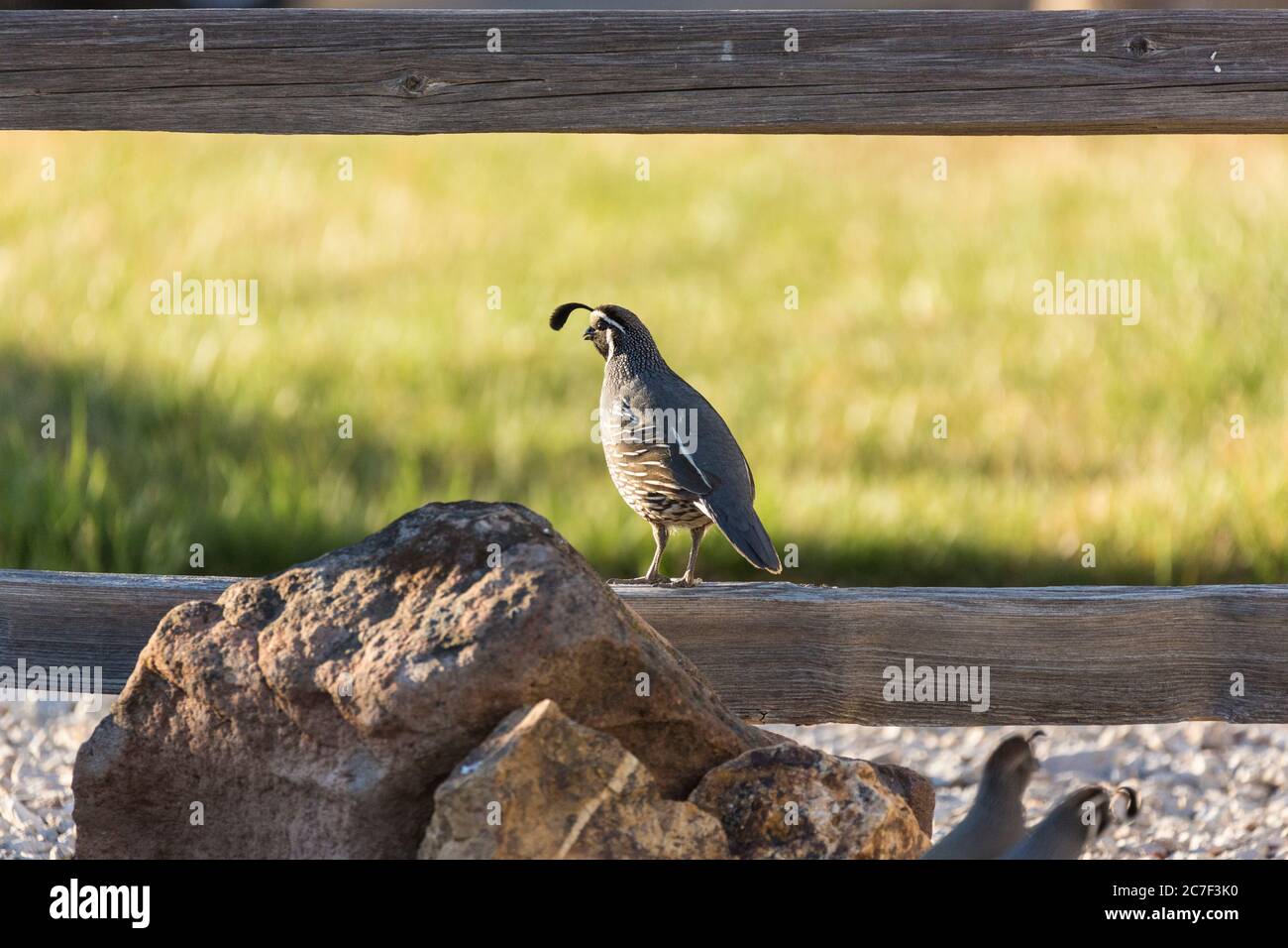 Quail on a rock hi-res stock photography and images - Alamy